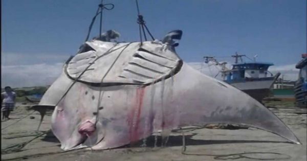 Giant manta ray store