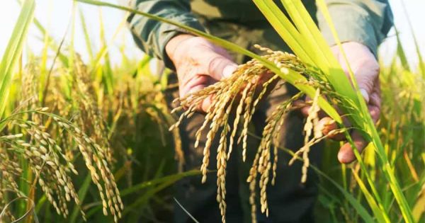 Brazil expects a new record crop 2024/25, with rice experiencing the ...