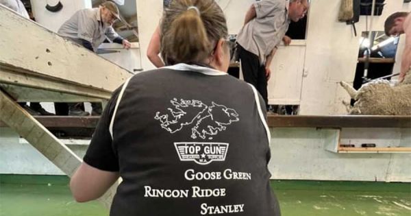 Falklands 2024/25 Shearing circuit took off at Goose Green — MercoPress