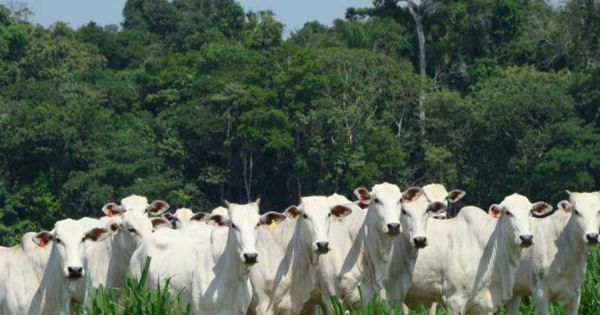 Brazilian beef industry ready to fight EU deforestation law scheduled ...