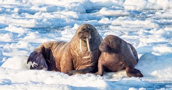 Sunday was World Walrus Day, with some 25,000 along the Atlantic ...