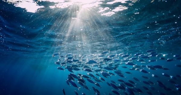 High Seas Treaty enters into force, ushering in a new era for ocean ...