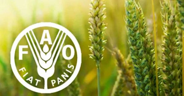 FAO food commodity prices in May showed increases in cereals, sugar and ...