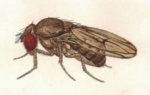 "Sterile flies" to combat cattle screw worm in Uruguay — MercoPress