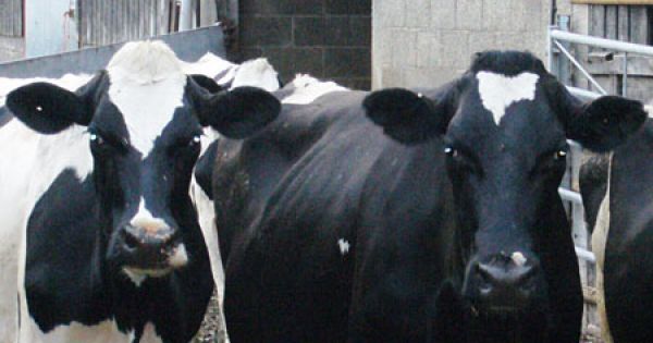 Uruguay completes first South American dairy cattle export to China ...