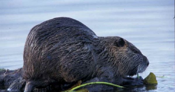 South America’s nutria, one of the worst invasive species in US ...