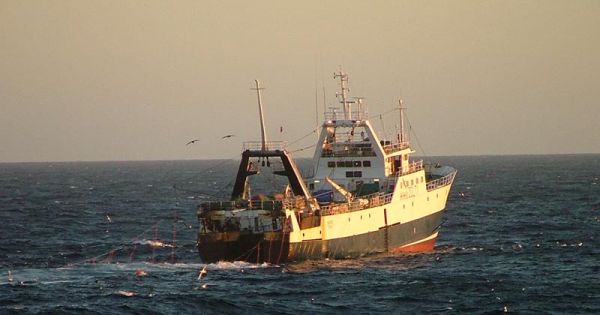Falklands Fisheries research vessel surveys hake, hoki and grenadier ...