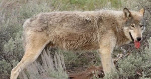 How scientists cracked puzzle of the Falklands wolf — MercoPress How scientists cracked puzzle of the Falklands wolf — MercoPress