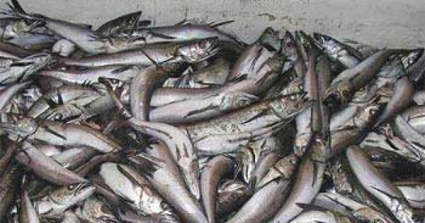 Argentine hoki fishery signs up for MSC certification — MercoPress