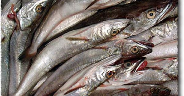 Alarming contraction of hake biomass in Argentine breeding grounds ...