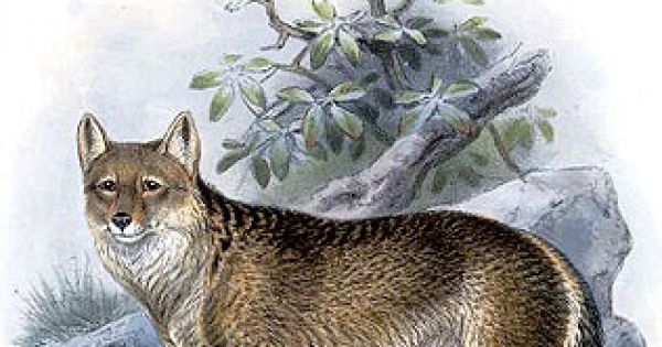 Remains of extinct Falklands’ wolf, 'Warrah', discovered by 13-year old ...