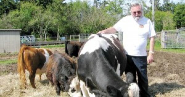 Environmentally friendly mini-cows latest trend in US farms — MercoPress
