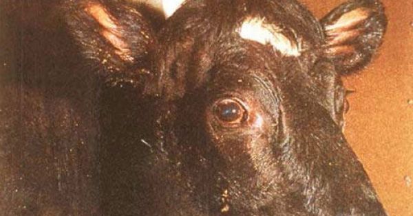 Glow of eyes could help detect mad cow disease, says Iowa university ...