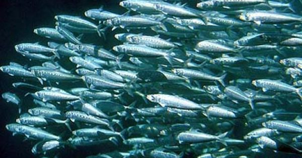 Massive decline of predatory fish in the last 100 years threatens ‘wild ...