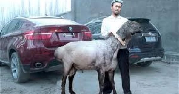 Rare Dolan ram has a going price in China of £ 1.4 million — MercoPress