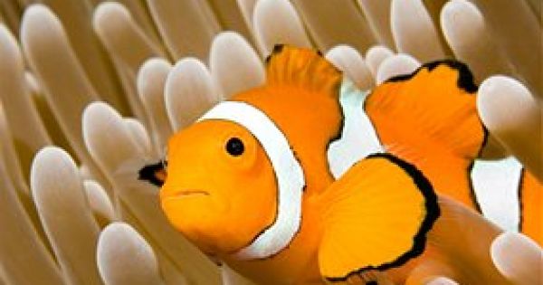 Australian experts link carbon dioxide emissions effects on fish brain ...