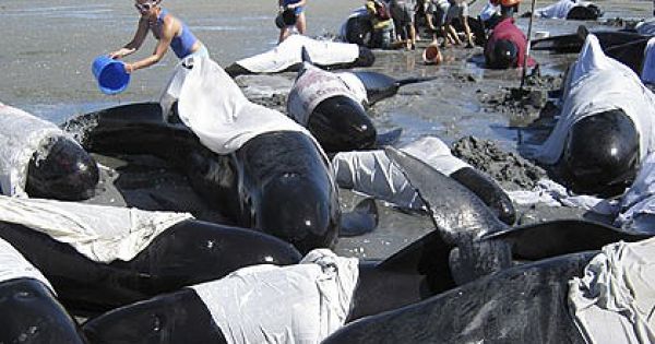 Mass pilot whale stranding in New Zealand; desperate efforts to save ...