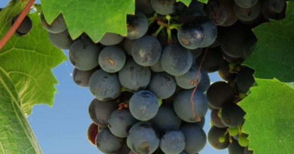 Forty countries worldwide celebrated Malbec Day, Argentina’s emblematic ...