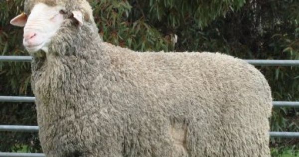 Ovine Brucellosis spreading throughout Australia’s Northern Territory ...