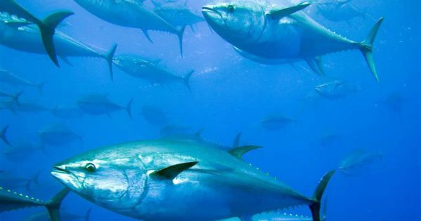 GEF and FAO approve project to improve sustainability of tuna fisheries ...