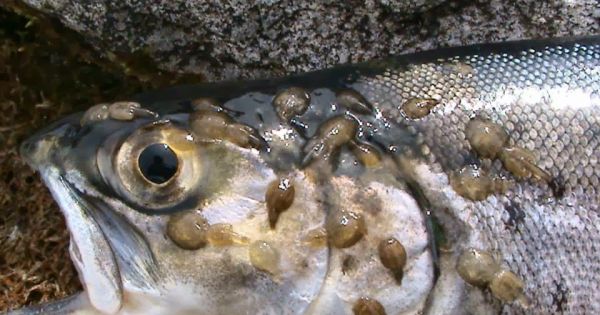 Breakthrough for cleaner fish and the Scottish salmon industry — MercoPress