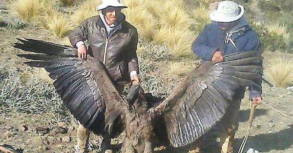 Andean condors found dead of agrochemichal poisoning in Patagonia ...