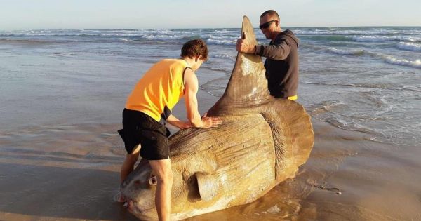 Ocean sunfish washed up on an Australian beach becomes viral — MercoPress