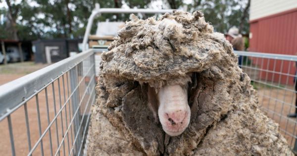 Lost sheep found in Australia delivered more than 35 kilograms of wool ...