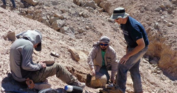 Remains found by Chilean scientists determined to belong to prehistoric ...