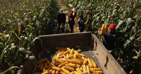 Second corn crop helps Brazil achieve a harvest of 271 million tons ...