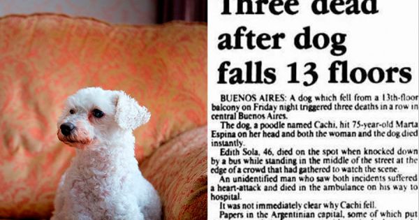 Three people died after a poodle fell 34 years ago and social media ...