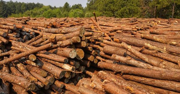 Argentina's timber industry risks closure due to lack of foreign inputs ...