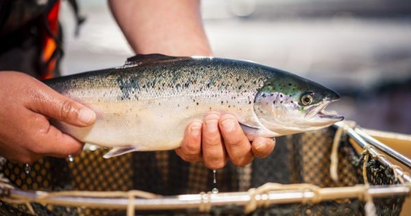 Scottish salmon, UK's biggest food export in 2022, almost US$ 700 ...