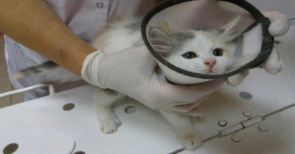 Brazil bans cosmetics testing on animals — MercoPress