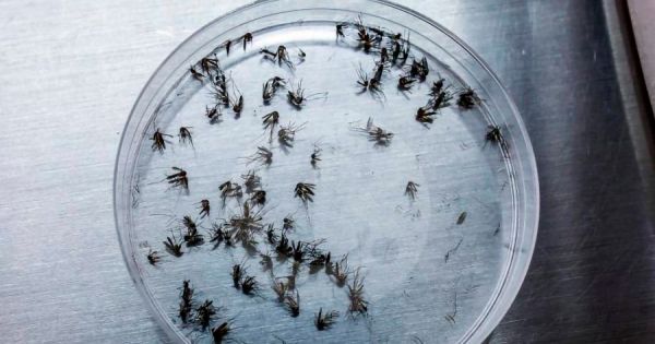 Mutation of dengue mosquito resistant to pesticides — MercoPress