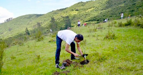 Ecuador undertakes Amazon reforestation project — MercoPress