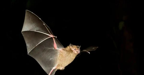 Bats force closing of Uruguayan Health Ministry HQs — MercoPress