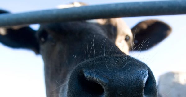 A case of classical 'mad cow' (BSE) confirmed in a farm in Scotland ...