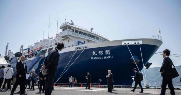 Japan has built a new 9,300 tons whaling fleet mother ship which is ...