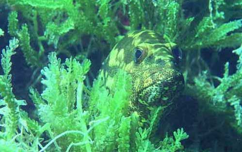 Herbivorous fish can help save the Great Barrier Reef corals — MercoPress